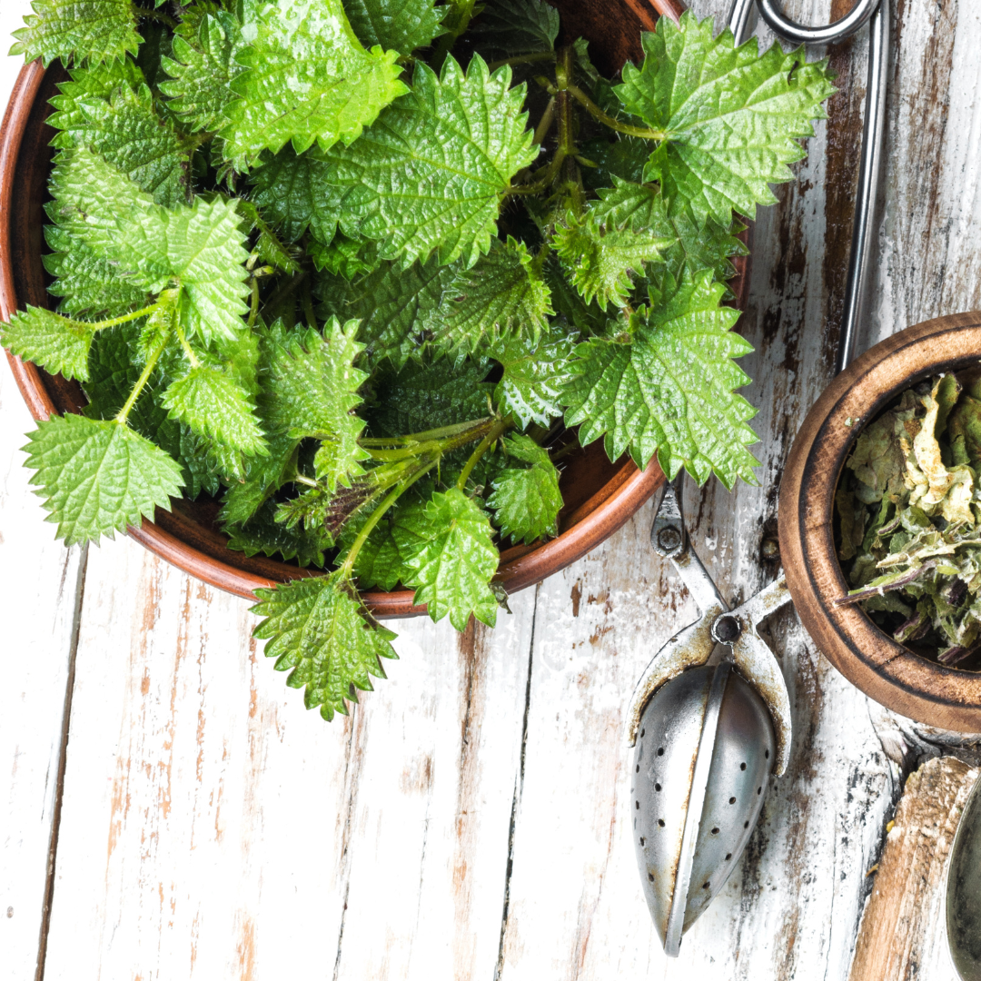 Nettle Monograph – House Of Origins Apothecary